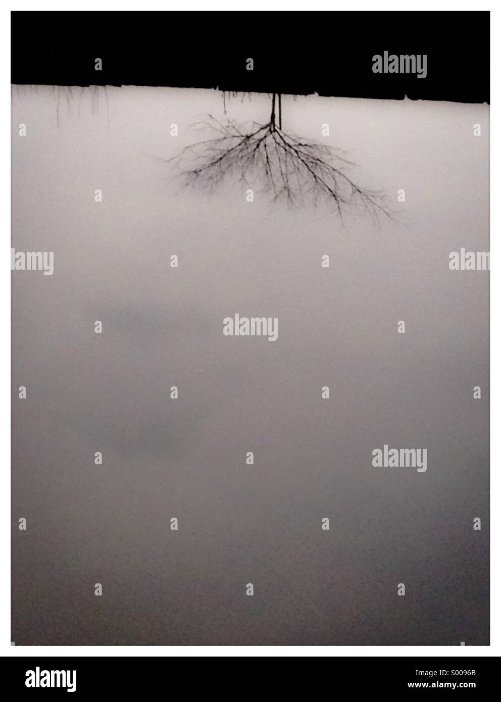 Upside down tree hi-res stock photography and images - Alamy