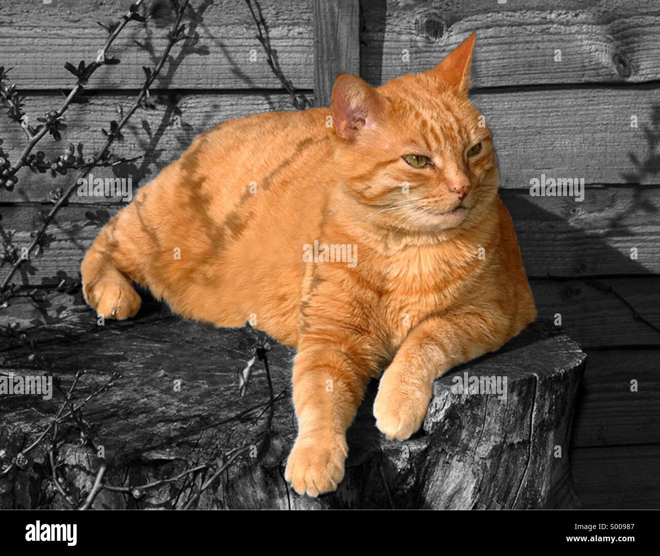 Ginger Tom black and White Stock Photo - Alamy