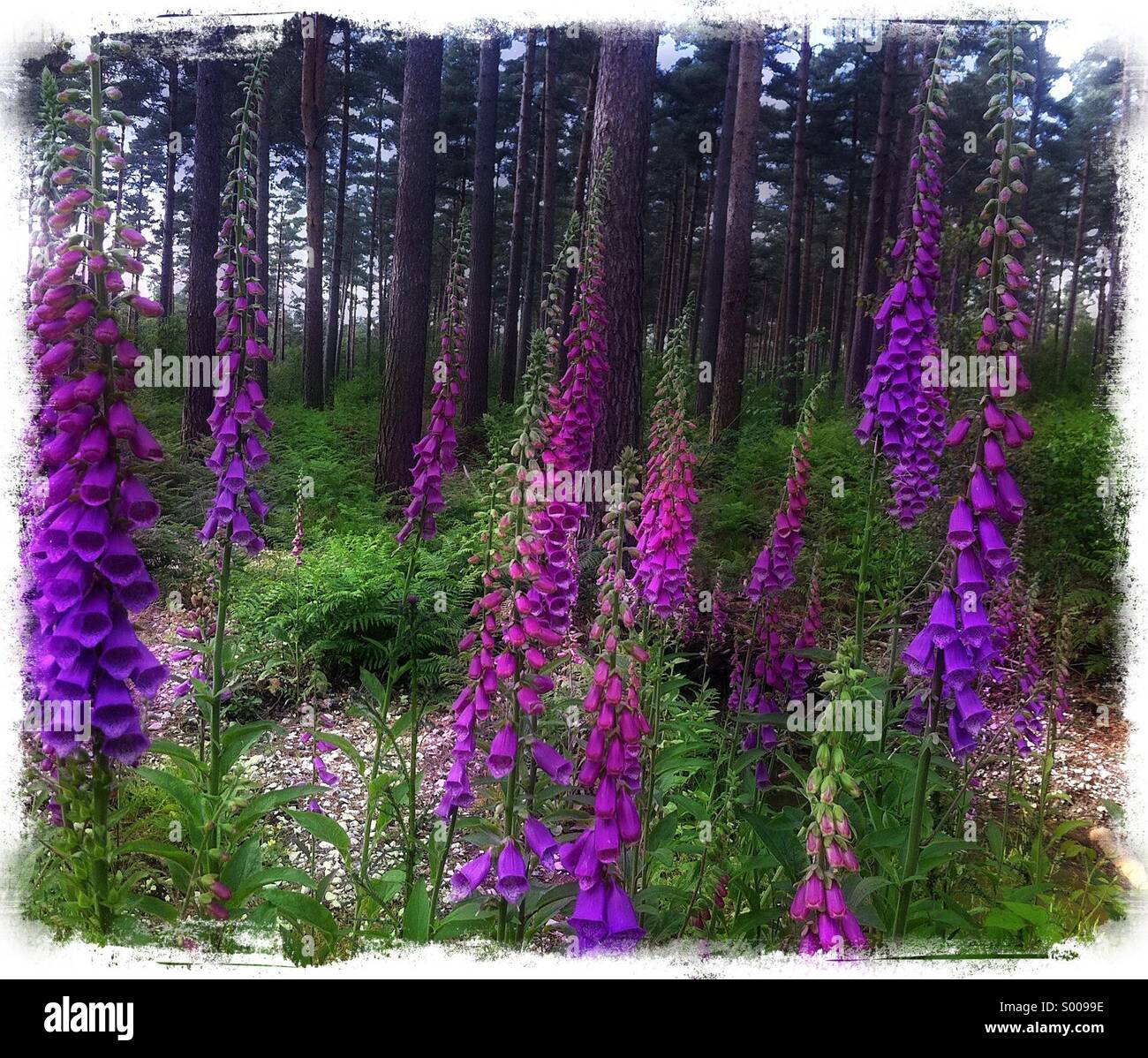 Collection of foxgloves hi-res stock photography and images - Alamy