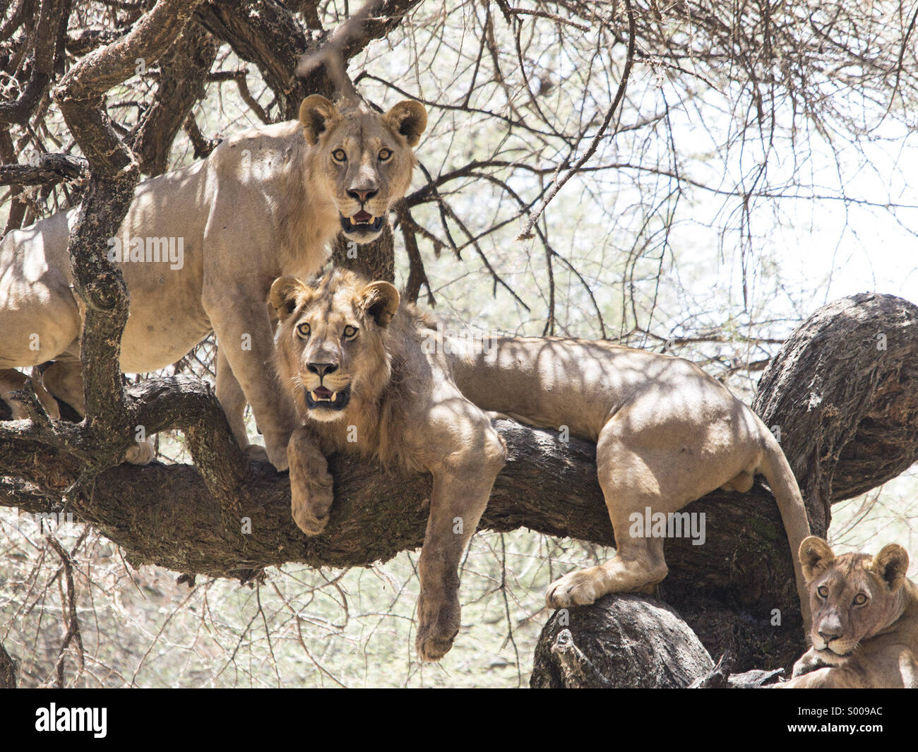 Lions lake hi-res stock photography and images - Alamy
