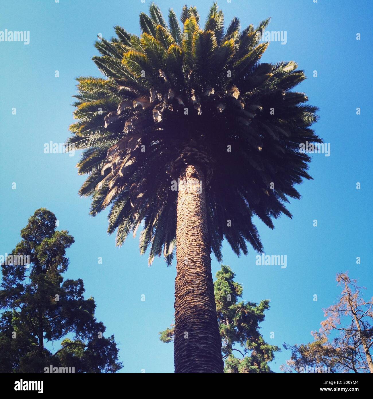 The grand palm hi-res stock photography and images - Alamy