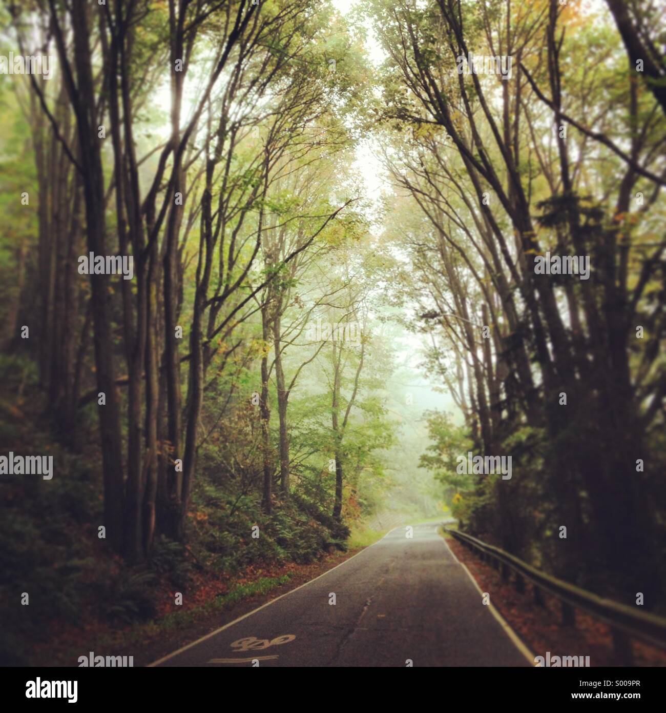 Mist road hi-res stock photography and images - Alamy