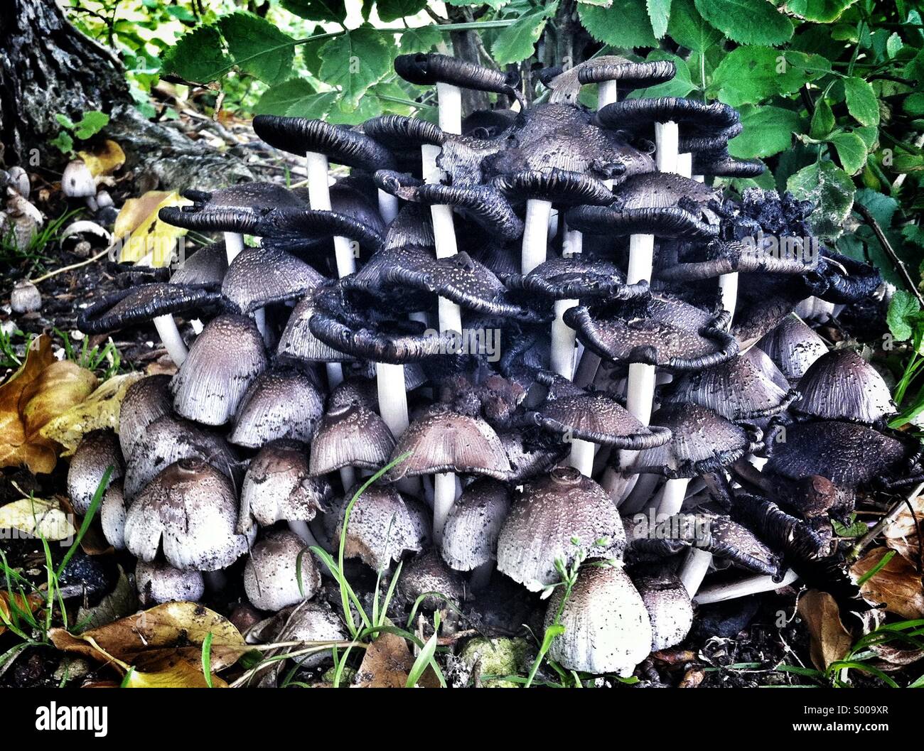 Clump of mushrooms hi-res stock photography and images - Alamy