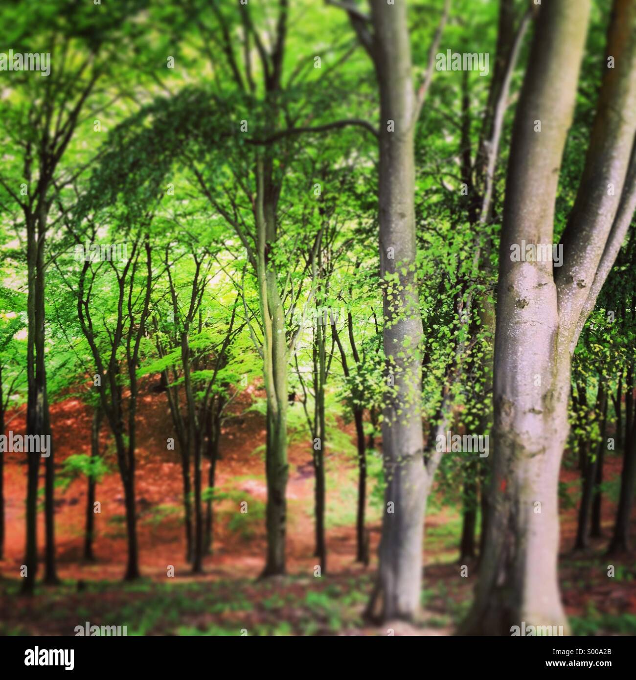 Dorset border hi-res stock photography and images - Alamy