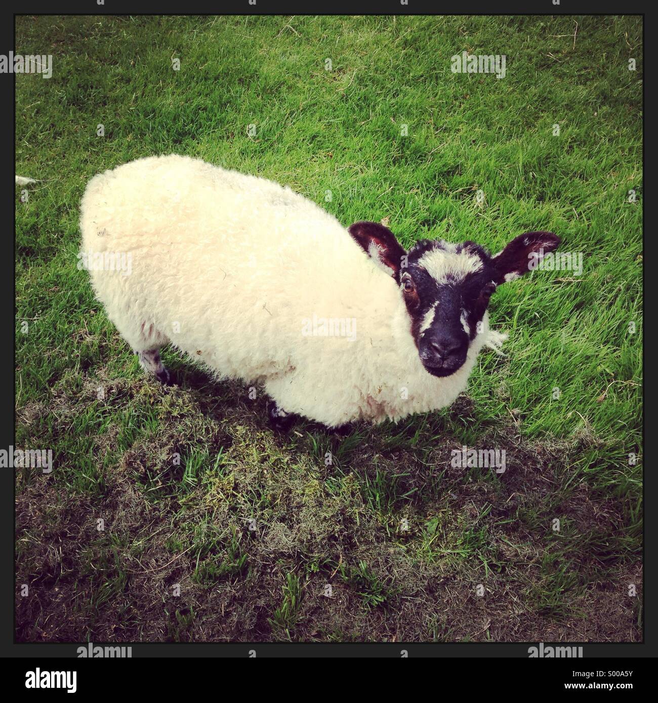 Grass field birds eye view hi-res stock photography and images - Alamy