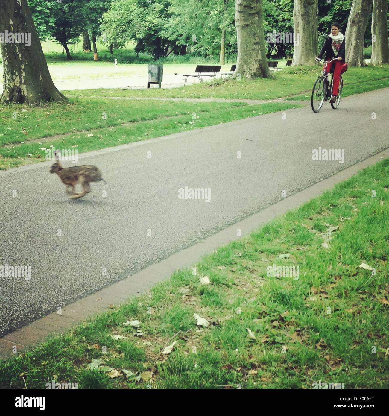 Hare today, gone tomorrow. Hare running across bike path in Stuttgart ...