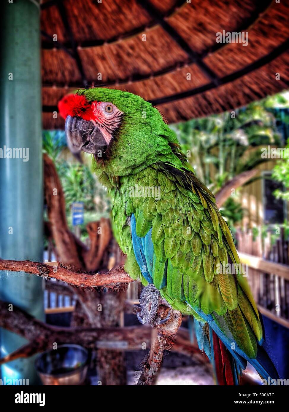 Squawk parrot hi-res stock photography and images - Alamy