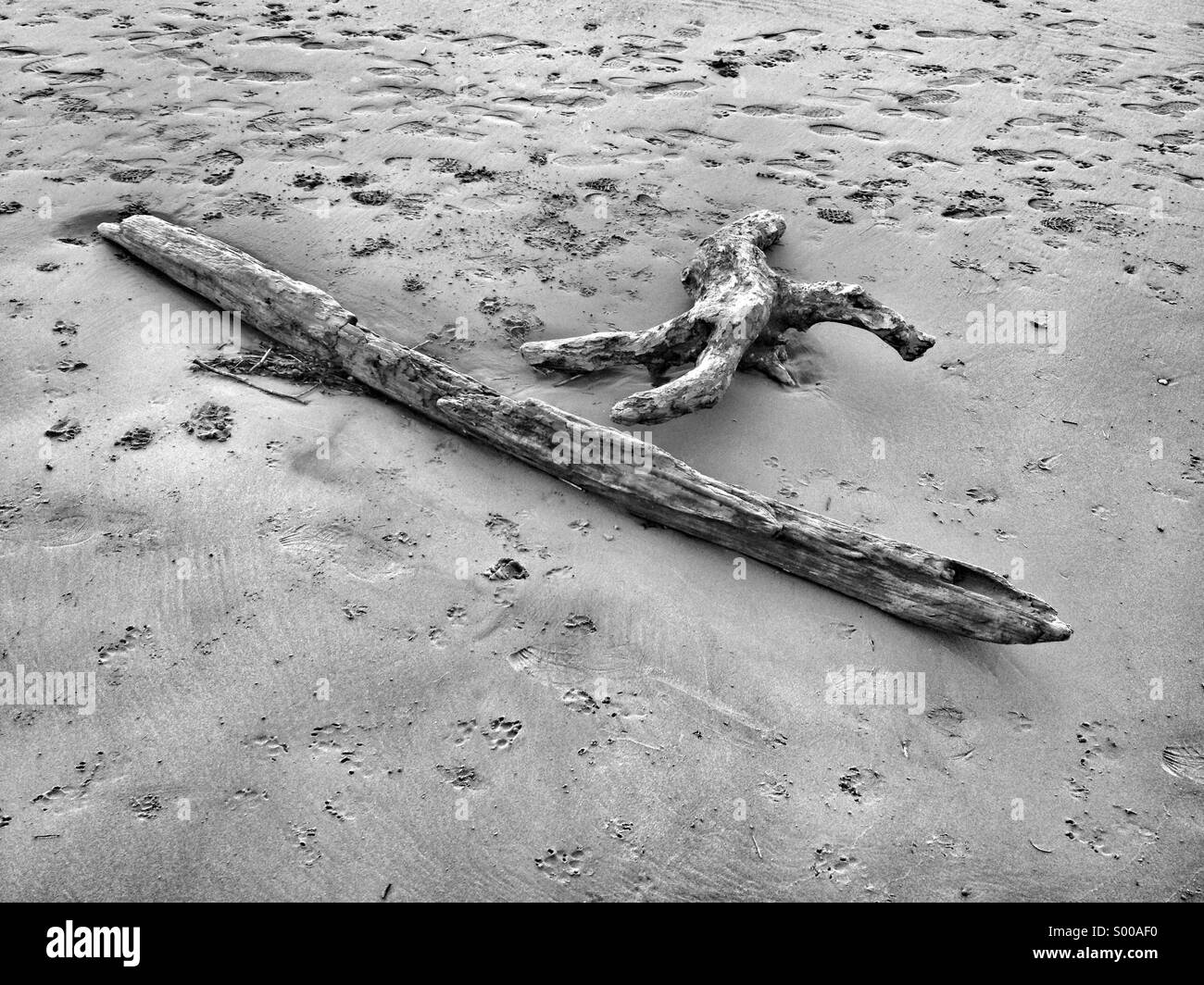 Driftwood on a beach Stock Photo - Alamy