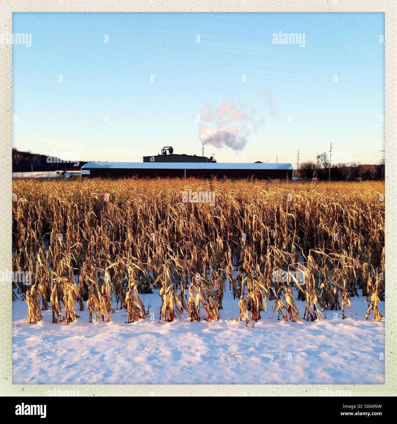 Corn field snow hi-res stock photography and images - Alamy
