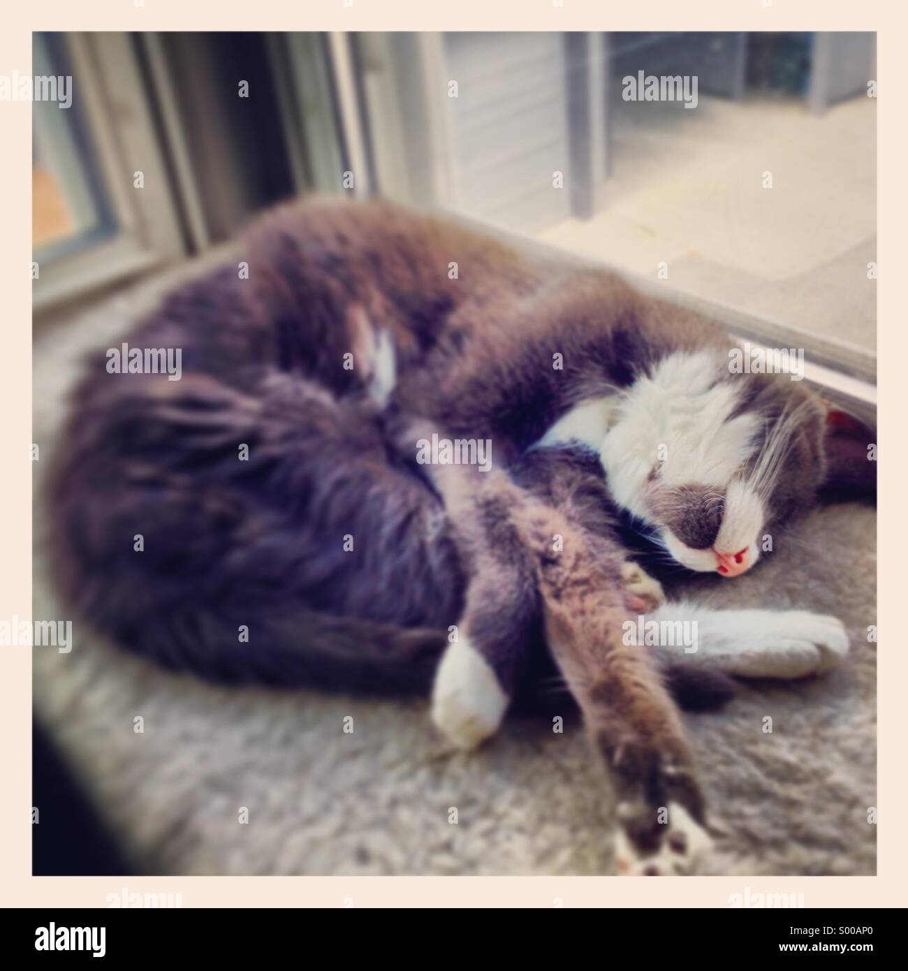 Cat with mittens hi-res stock photography and images - Alamy