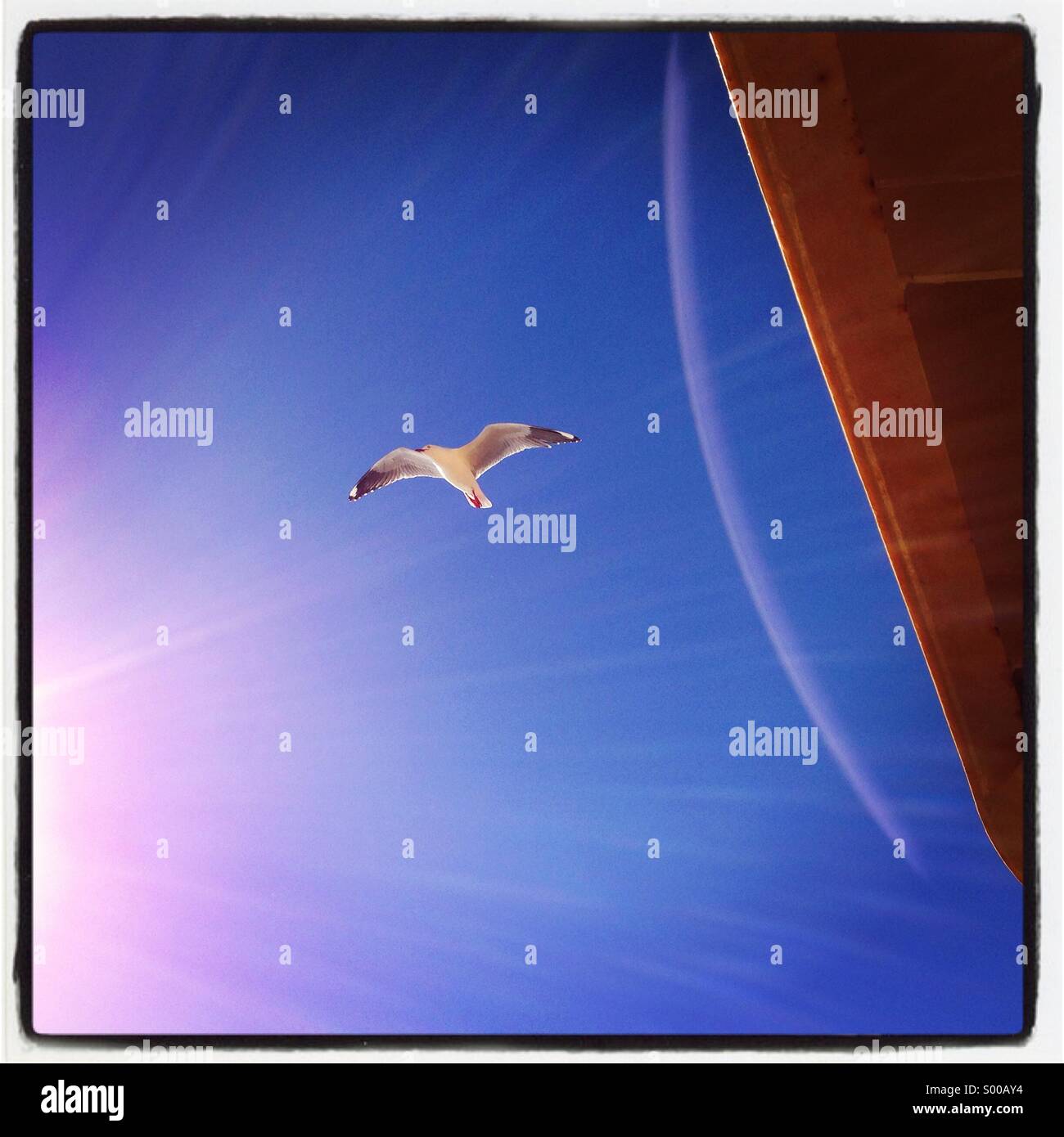 High flying seagul in the sunshine Stock Photo - Alamy