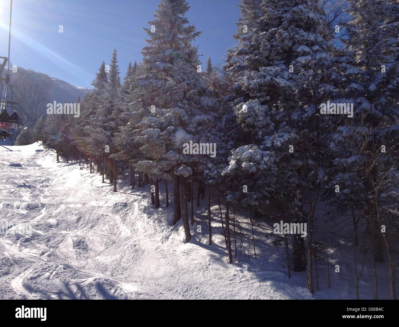 Trees on a slope Stock Photo - Alamy Trees on a slope Stock Photo - Alamy