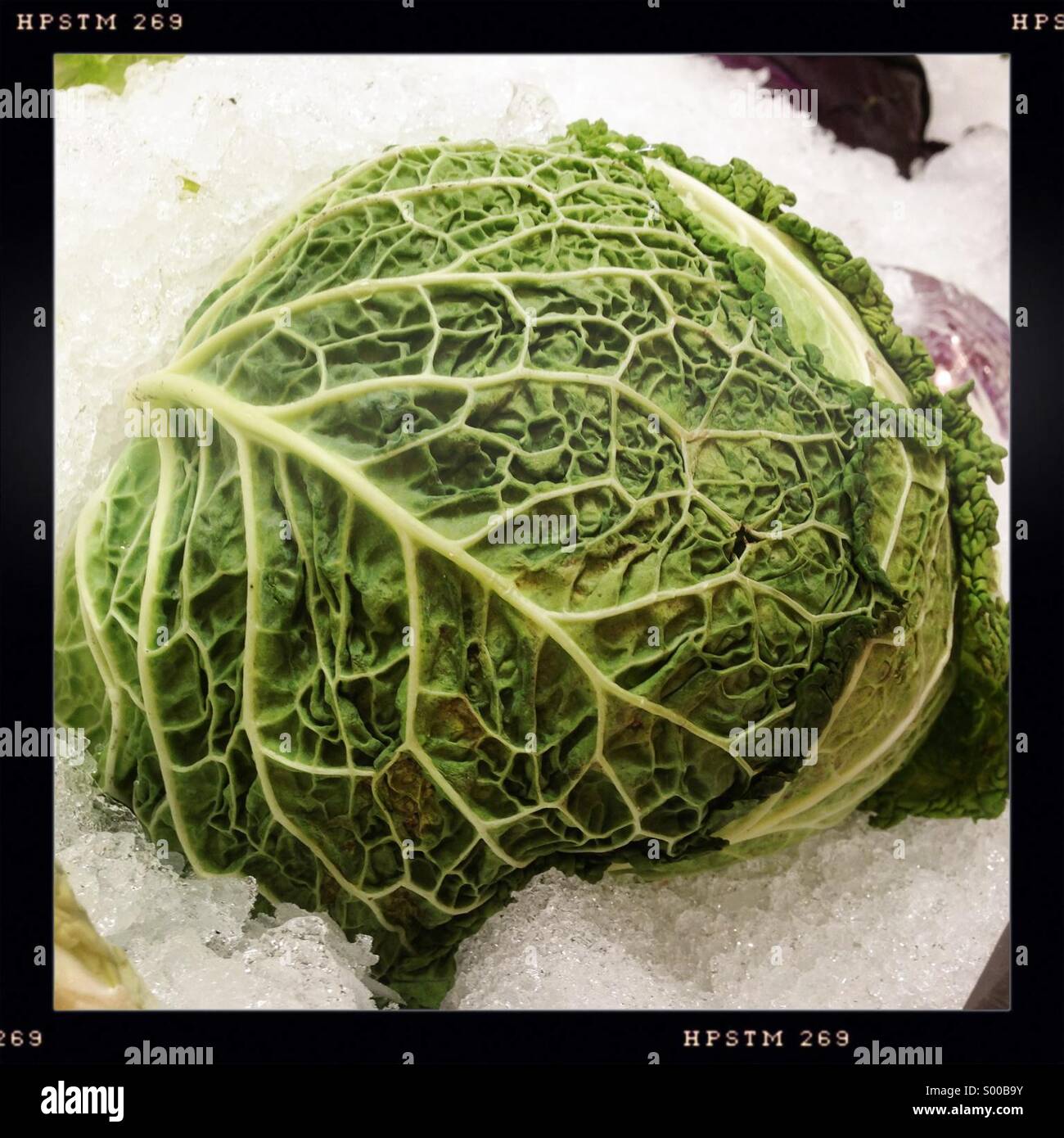 Cabbage on ice Stock Photo - Alamy