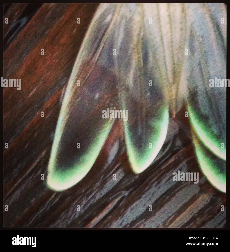 Shrimp with tail hi-res stock photography and images - Alamy