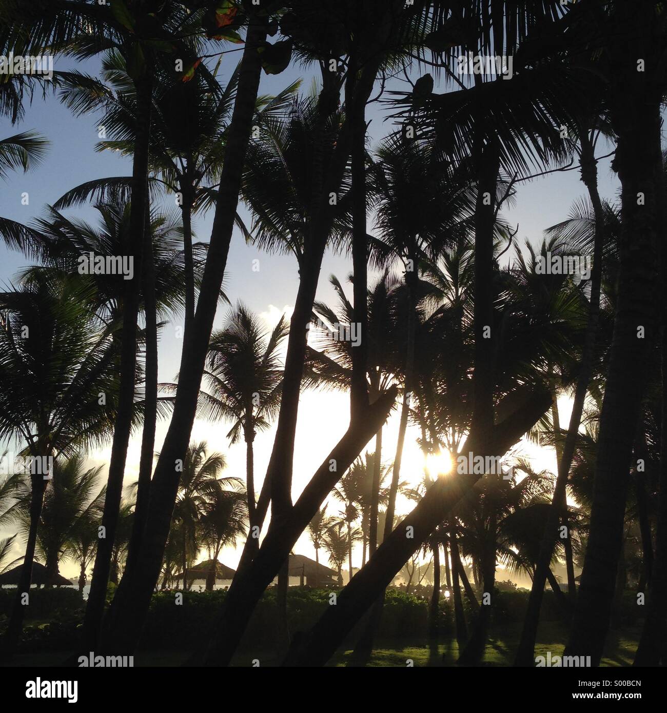 Coconut trees line the beach in Puerto Rico Stock Photo - Alamy