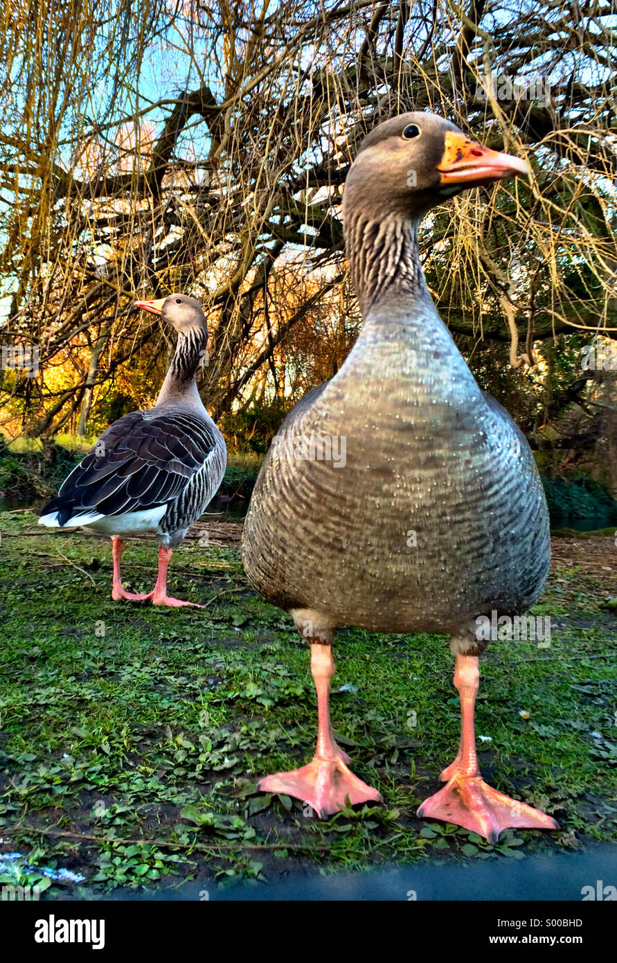 Goose standing guard hi-res stock photography and images - Alamy