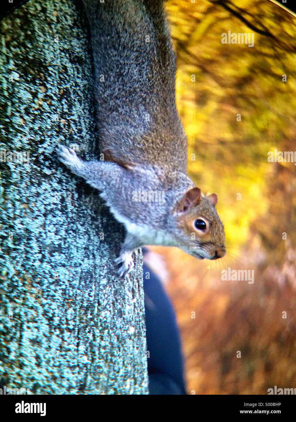 Squirrel in Regent's Park, London Stock Photo - Alamy