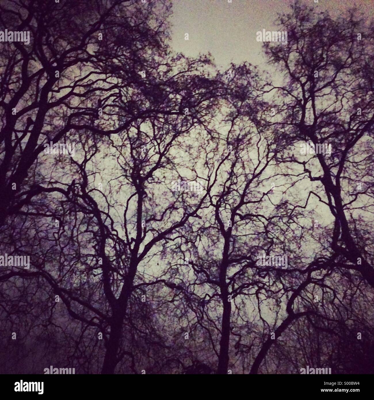 Trees at night Stock Photo - Alamy