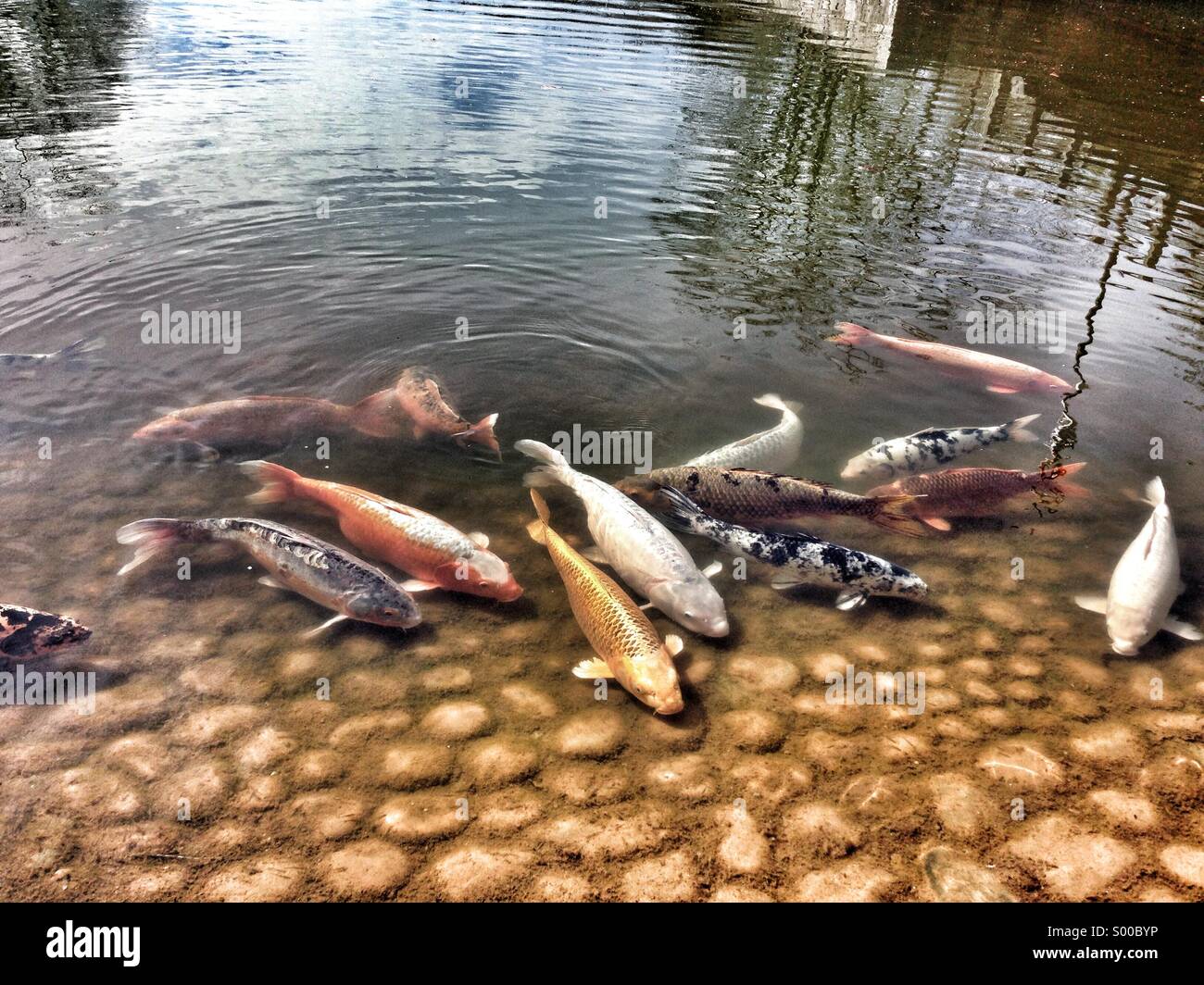 Koi fish japanese garden hi-res stock photography and images - Alamy