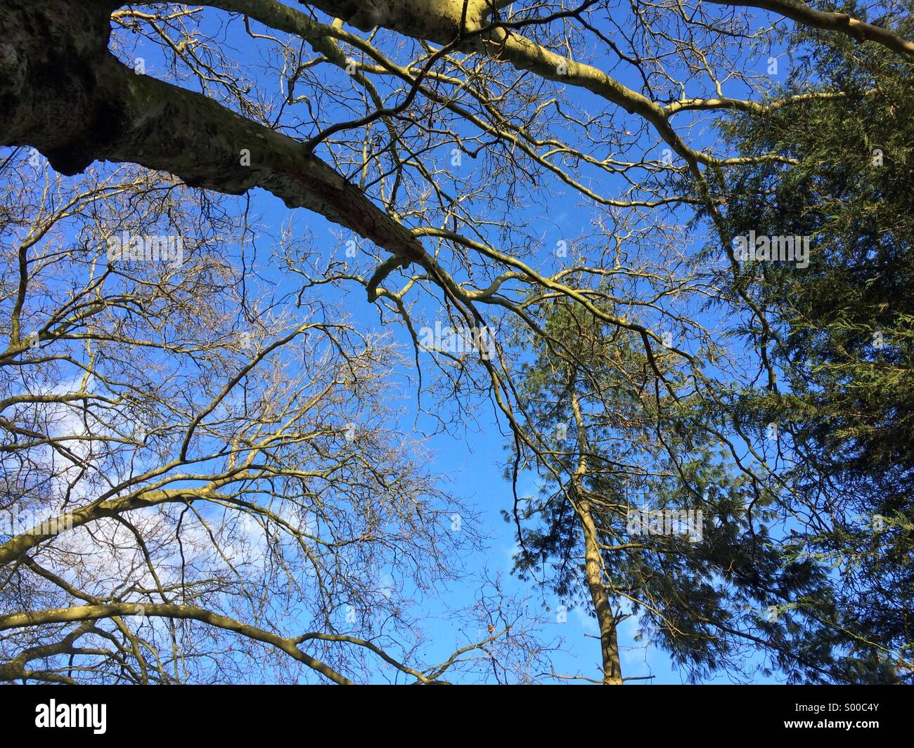 Blue sky through trees hi-res stock photography and images - Alamy