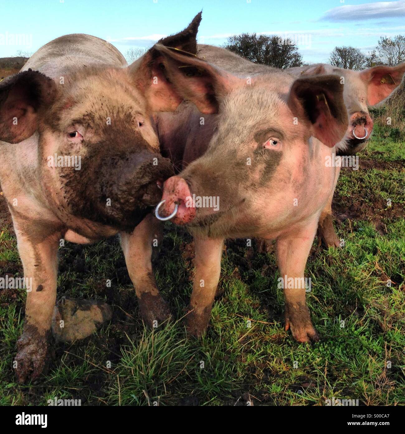Piggies High Resolution Stock Photography and Images - Alamy