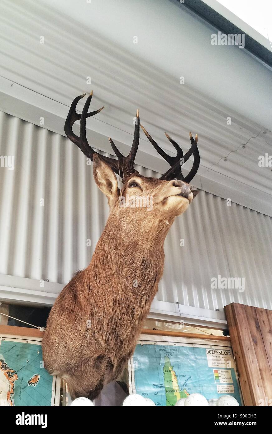 Stag head hi-res stock photography and images - Alamy