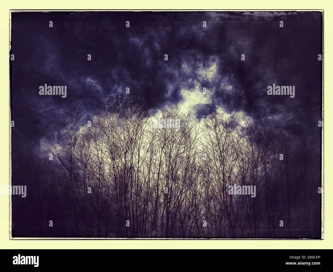 Trees branches sky dramatic hi-res stock photography and images - Alamy