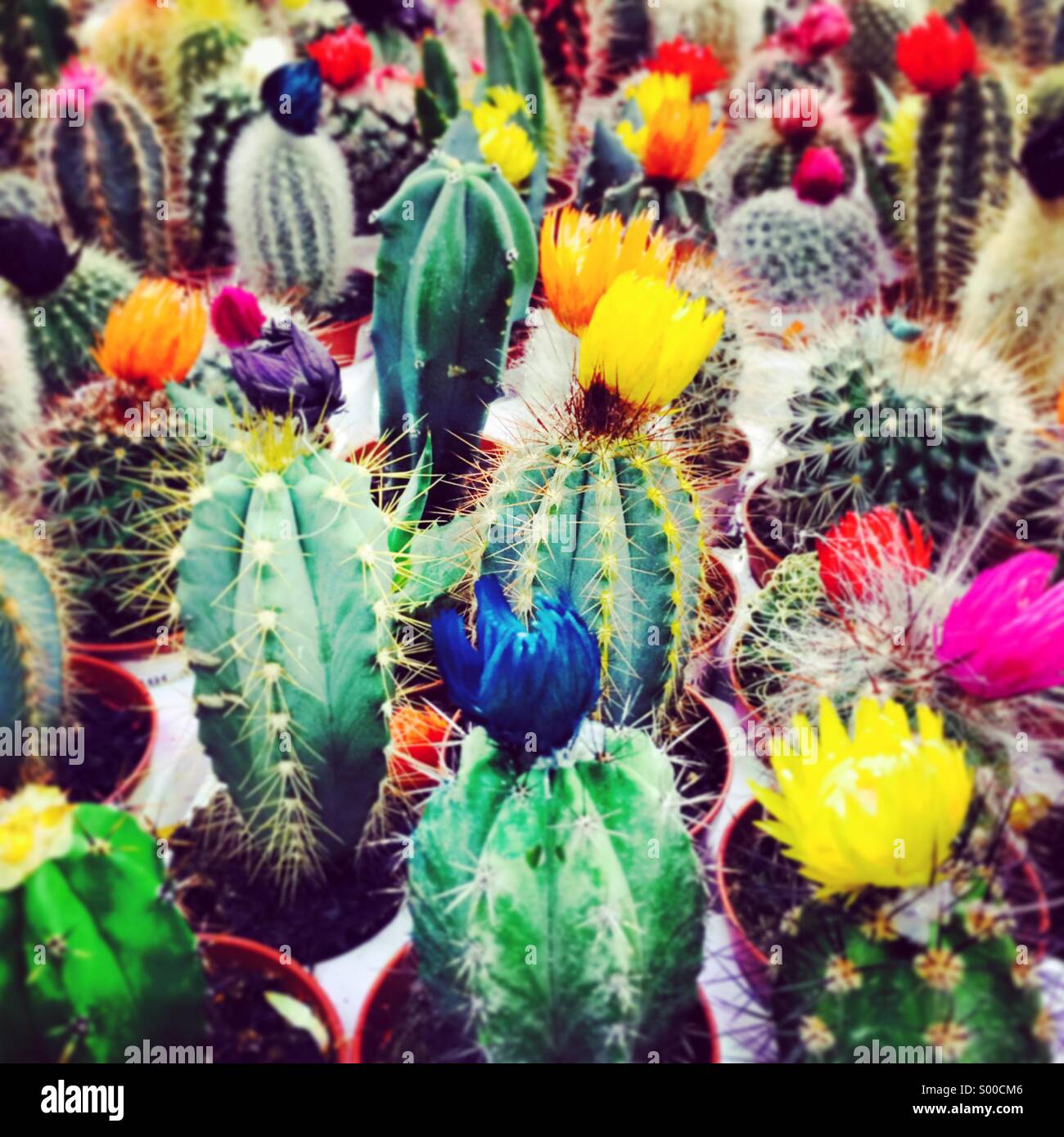 Cactus vector illustration hi-res stock photography and images - Alamy