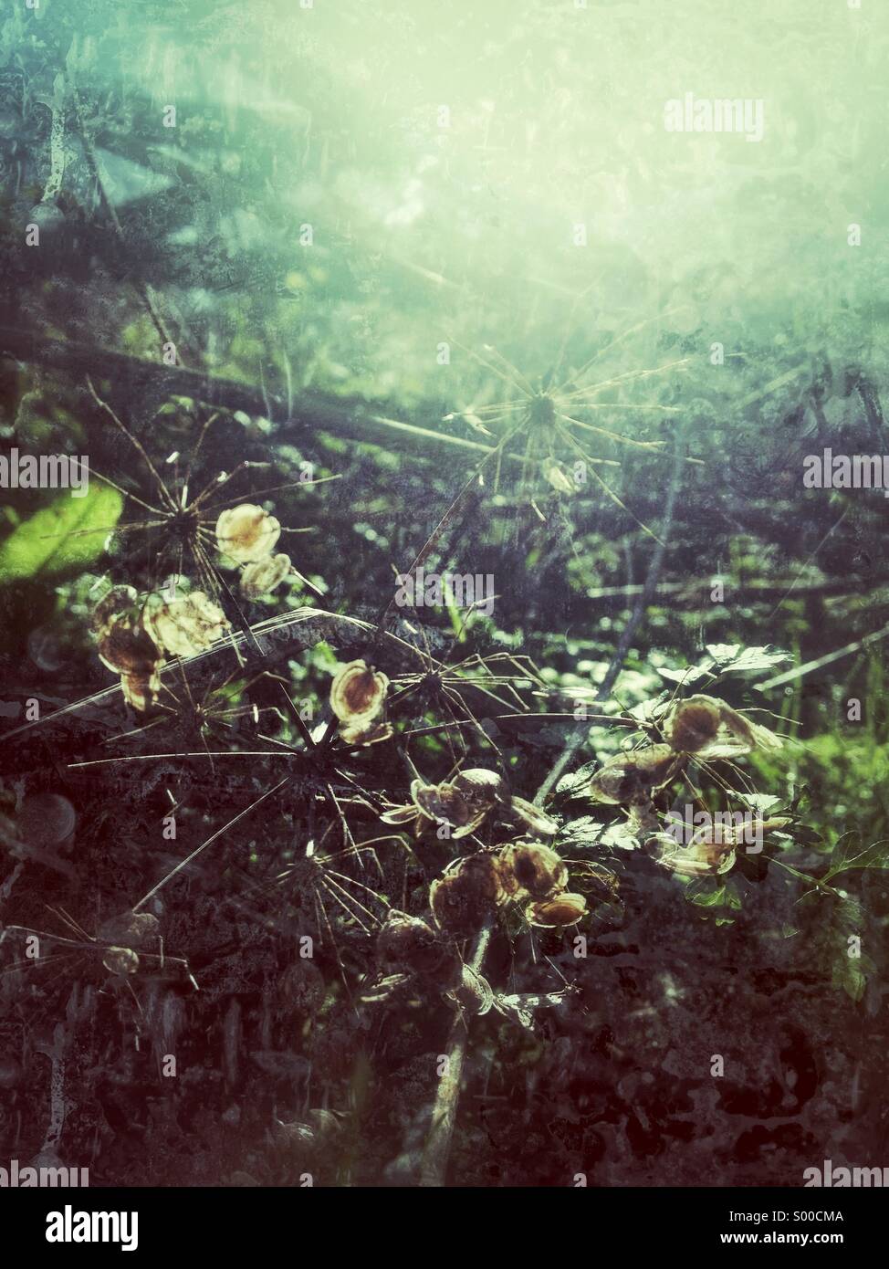 Nature texture hi-res stock photography and images - Alamy