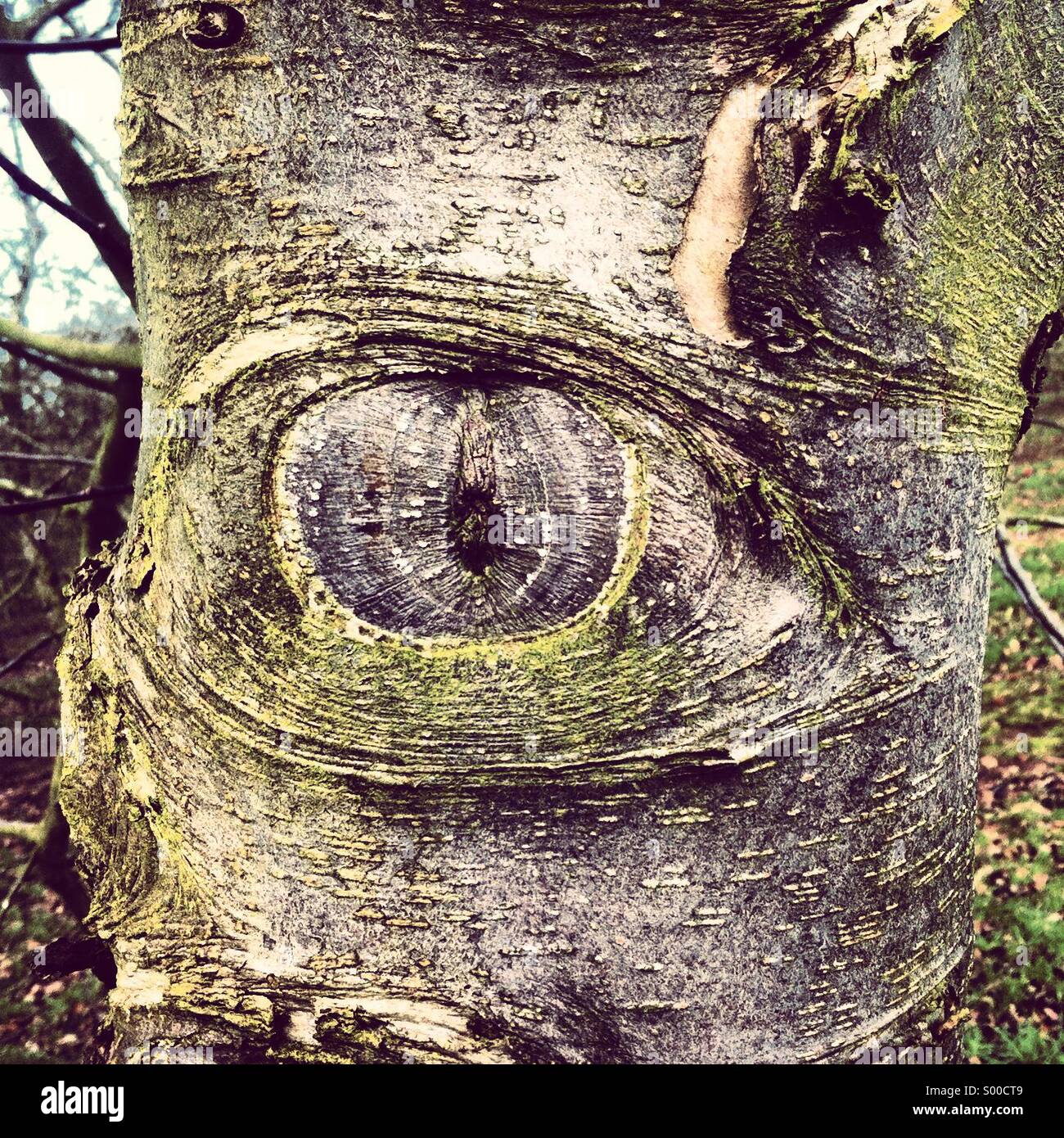 The tree has eyes Stock Photo - Alamy