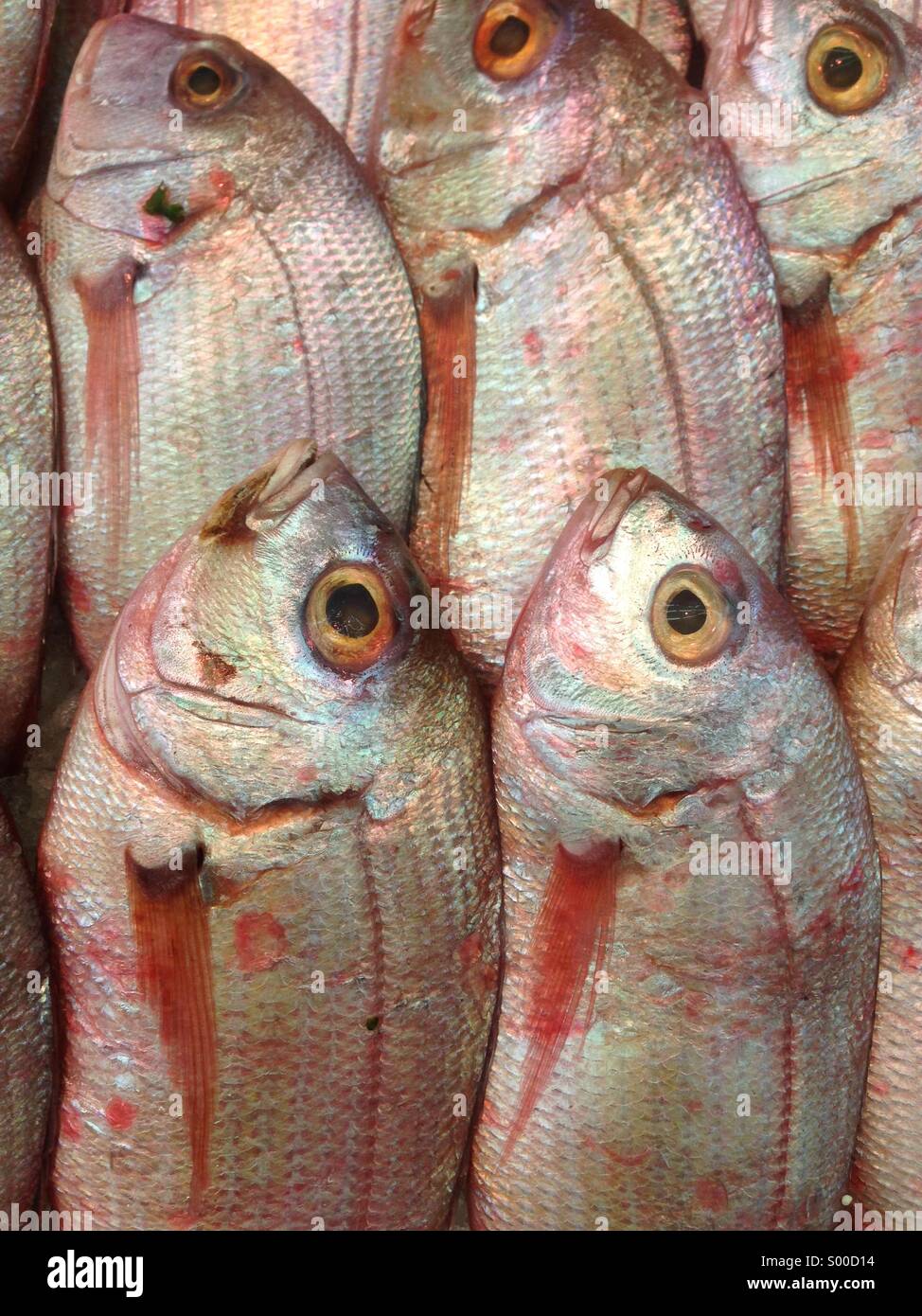 Fish catch display hi-res stock photography and images - Alamy