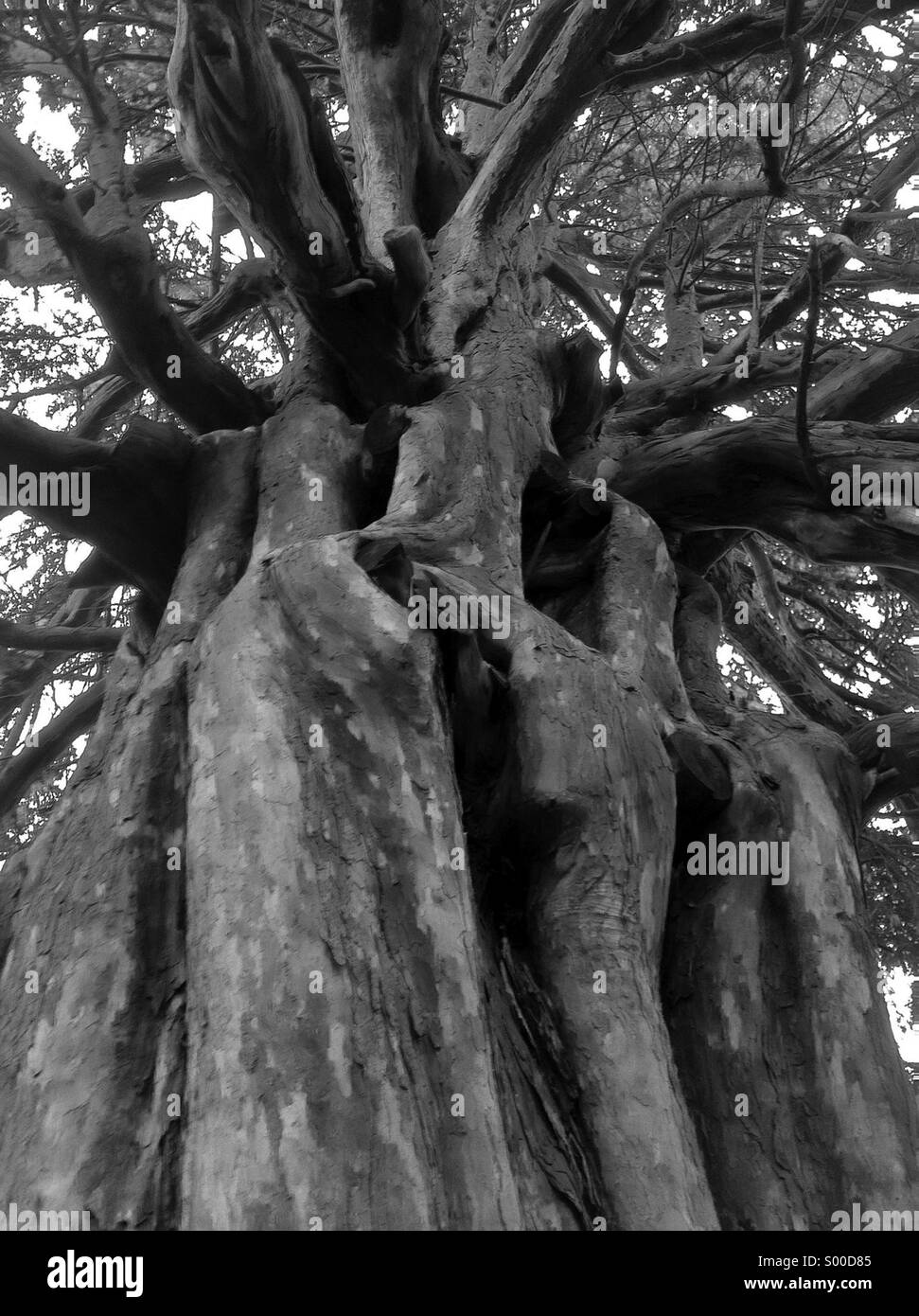 Gnarled tree trunk Stock Photo - Alamy