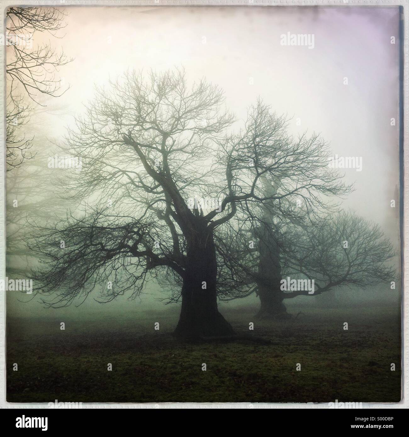 Misty trees hi-res stock photography and images - Alamy