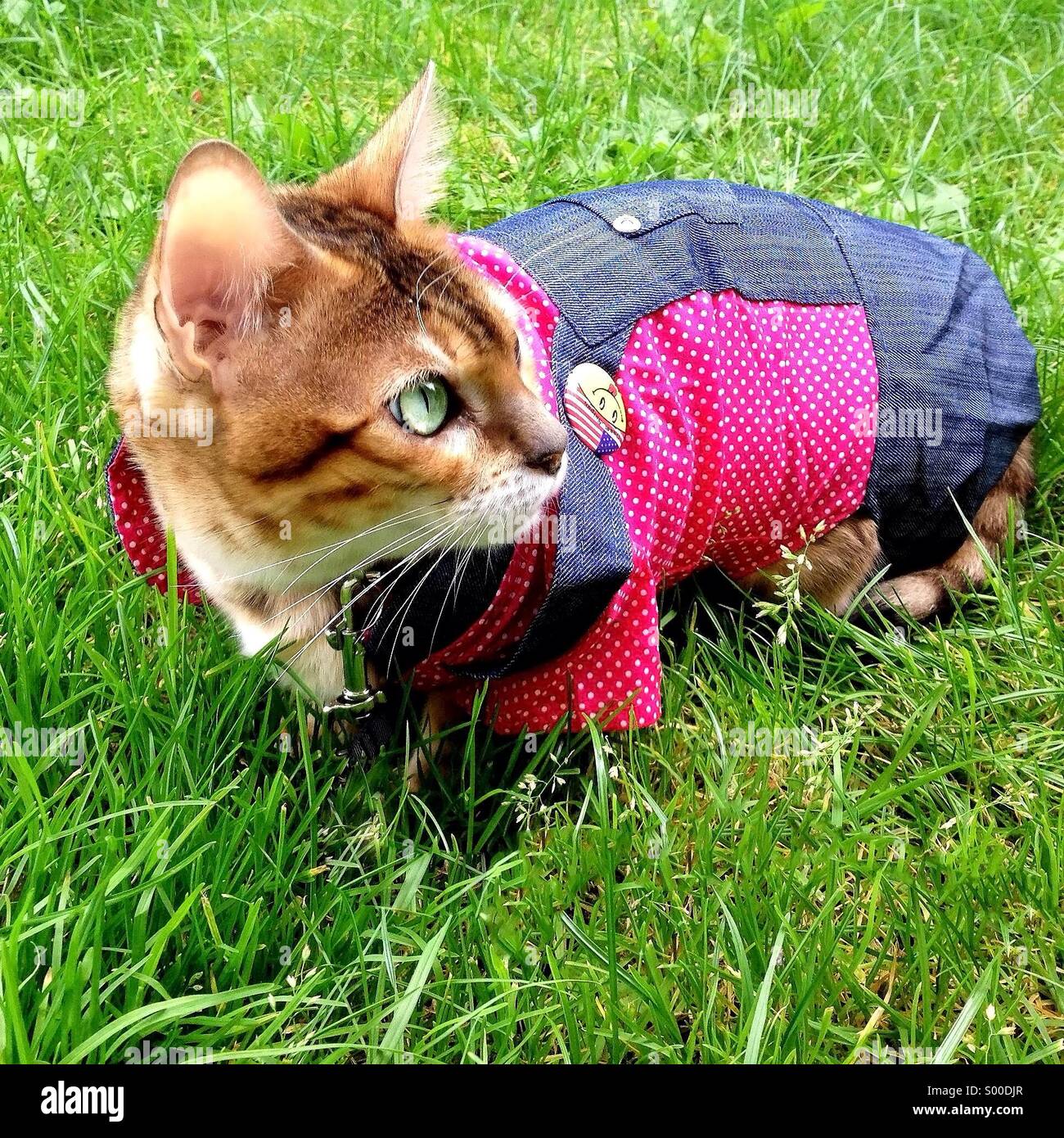 Cats Wearing Overalls