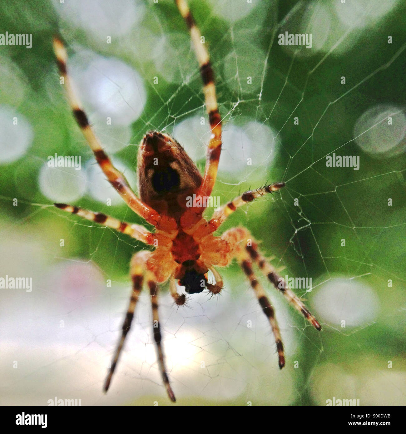 Spider making a web Stock Photo - Alamy