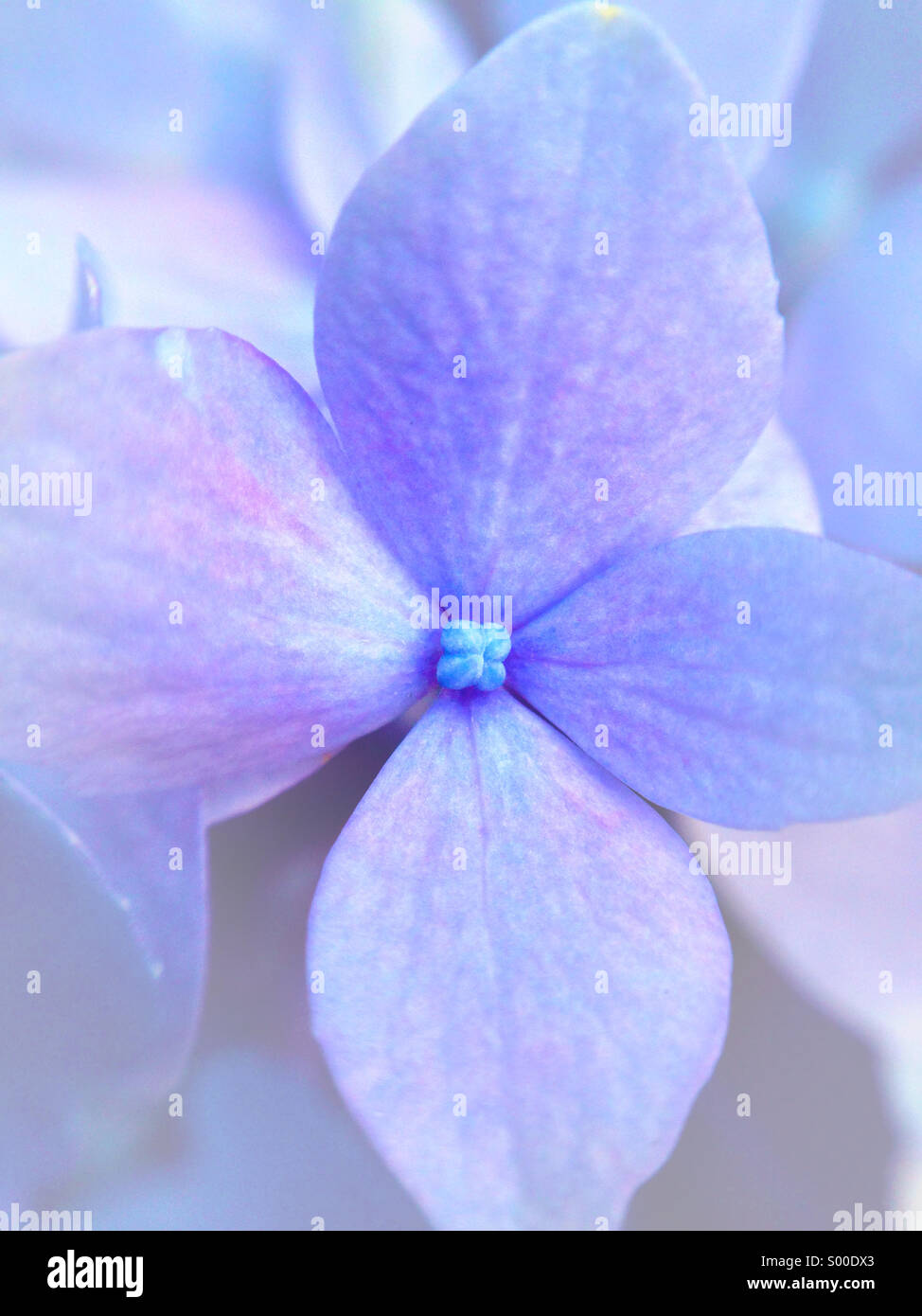 Macro of a hydrangea flower Stock Photo - Alamy