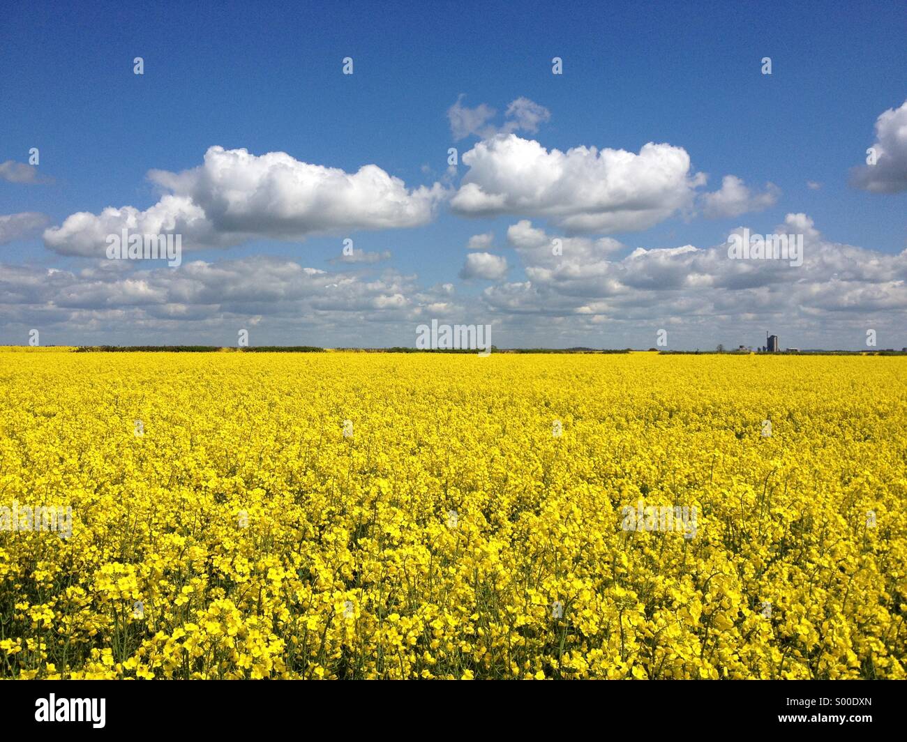 Oil seed field hi-res stock photography and images - Alamy
