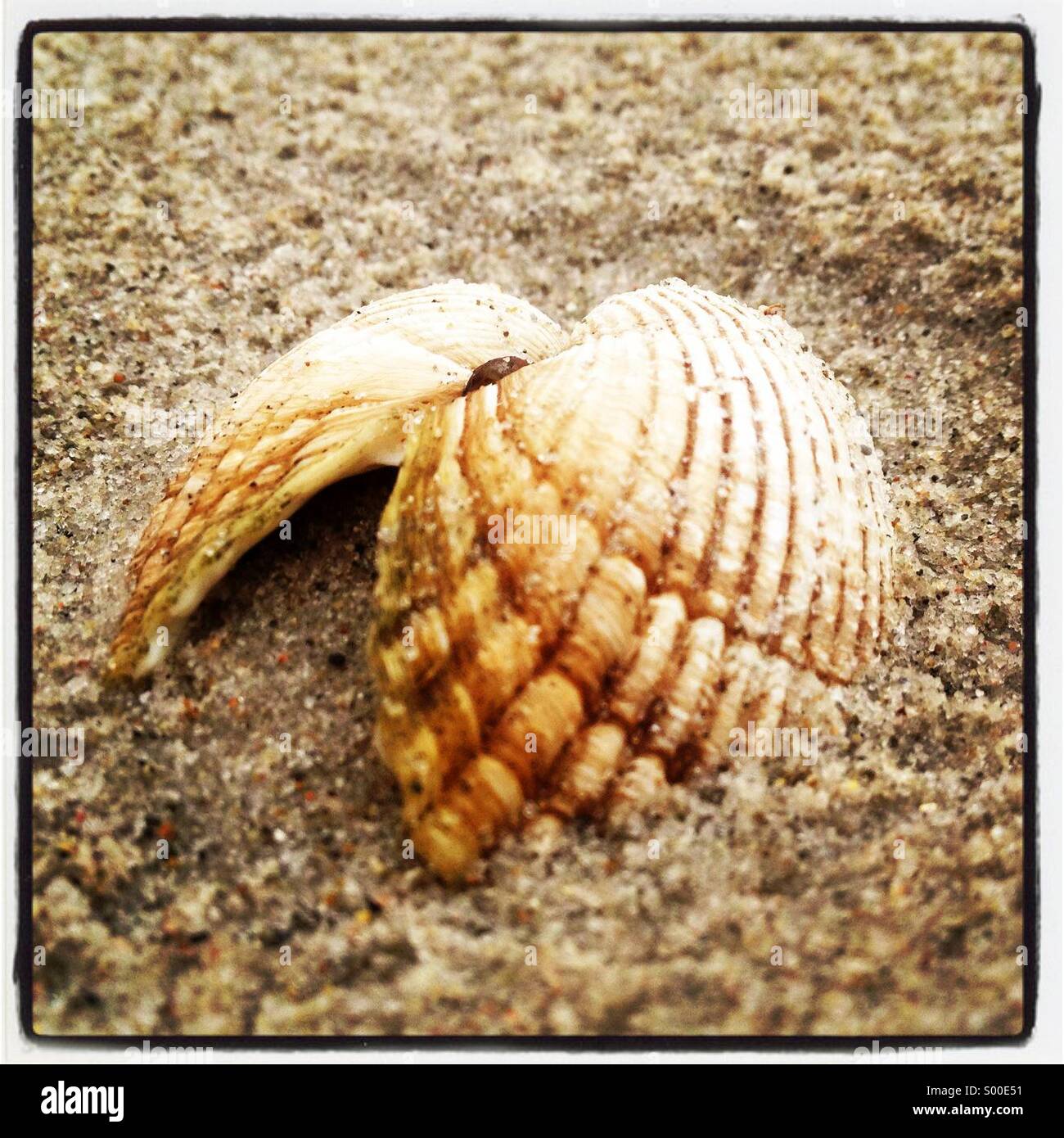 Clam beach hi-res stock photography and images - Alamy