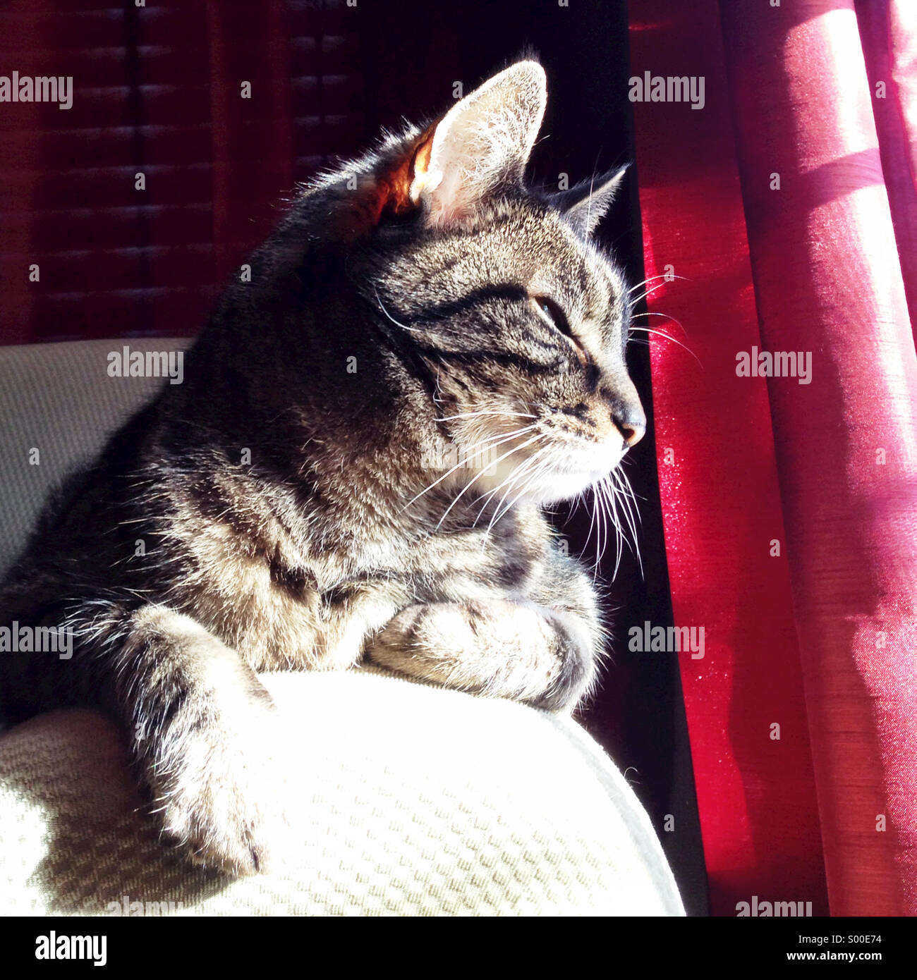 Sunbeam cat hi-res stock photography and images - Alamy