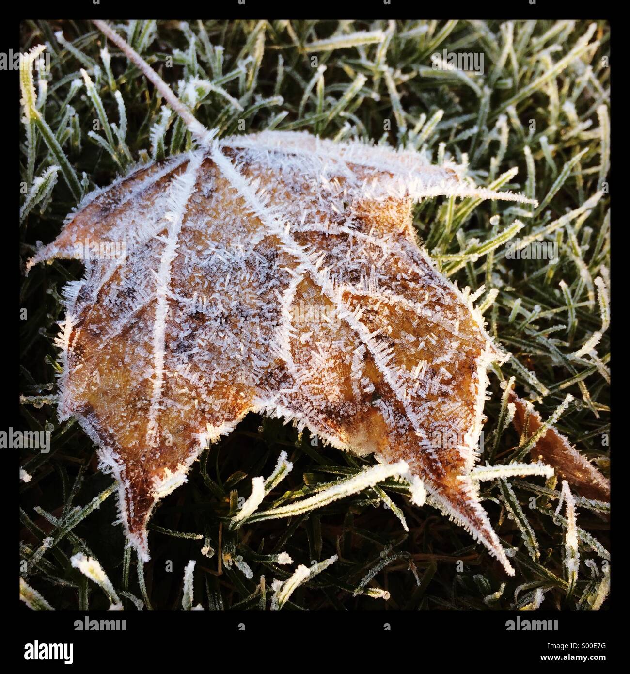 Frost covered leaf on grass Stock Photo - Alamy