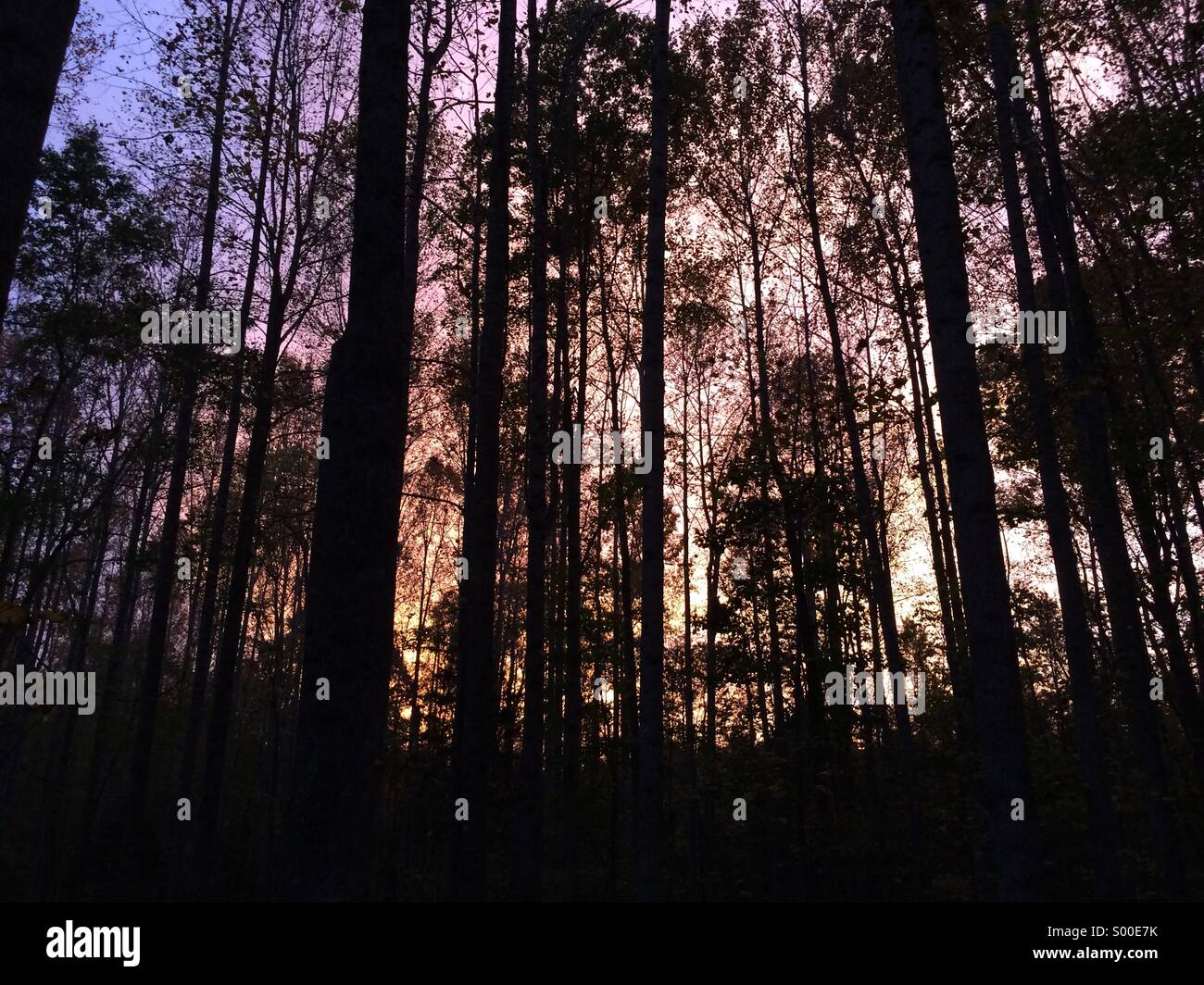 Sunset in the woods Stock Photo - Alamy