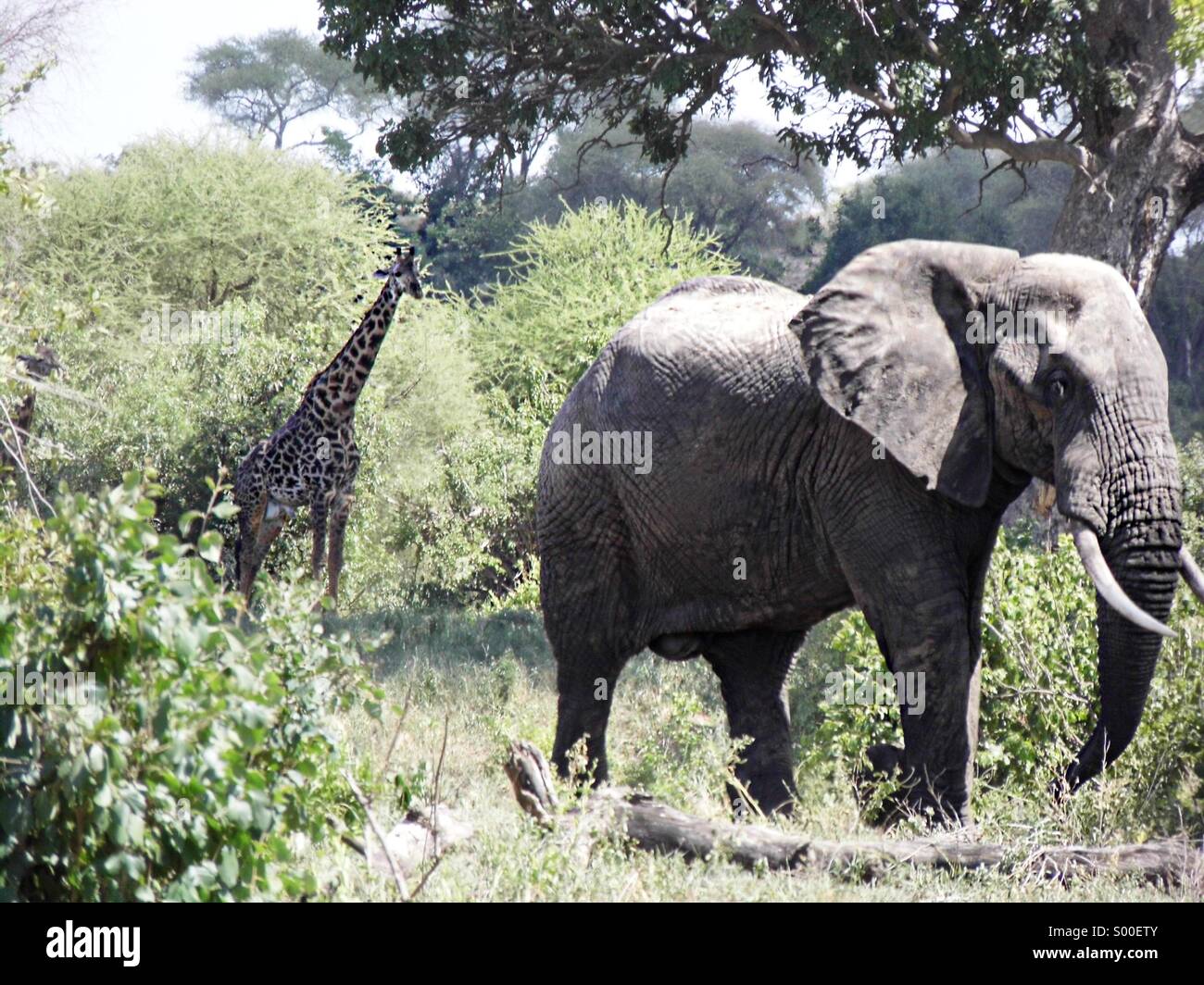 Africa giraffe and elephant hi-res stock photography and images - Alamy