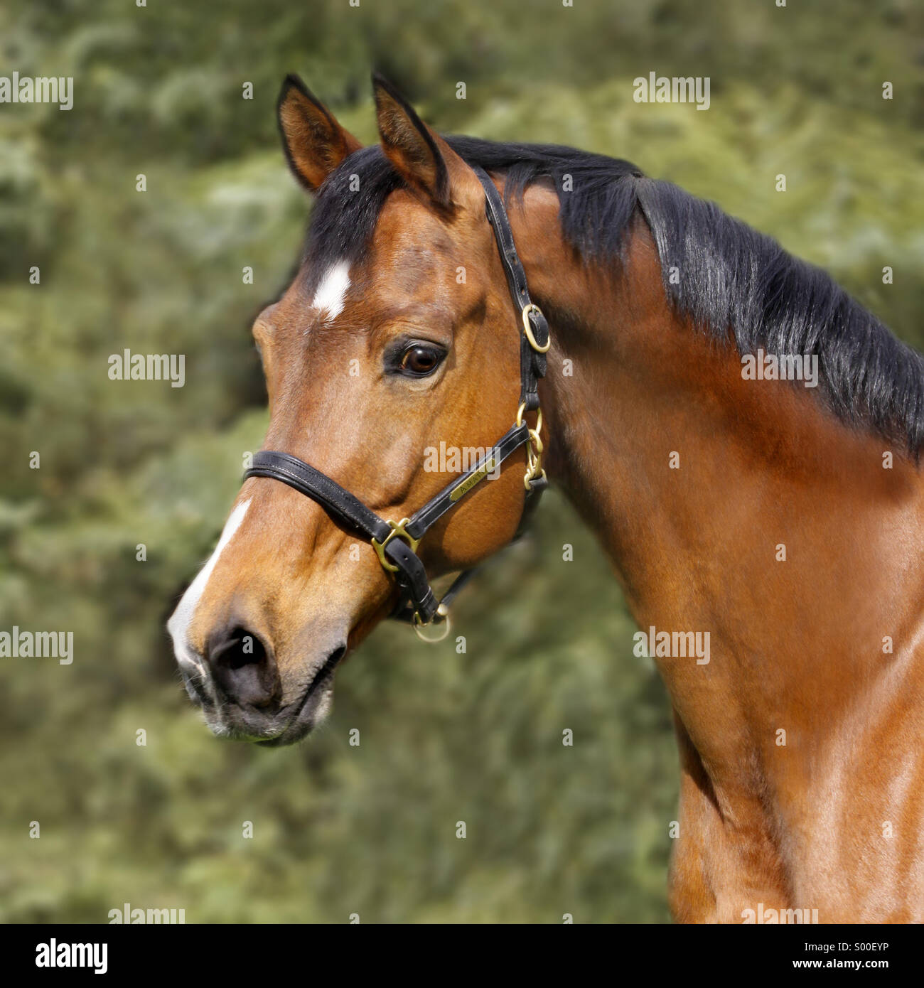 Trakehner Horse High Resolution Stock Photography and Images - Alamy