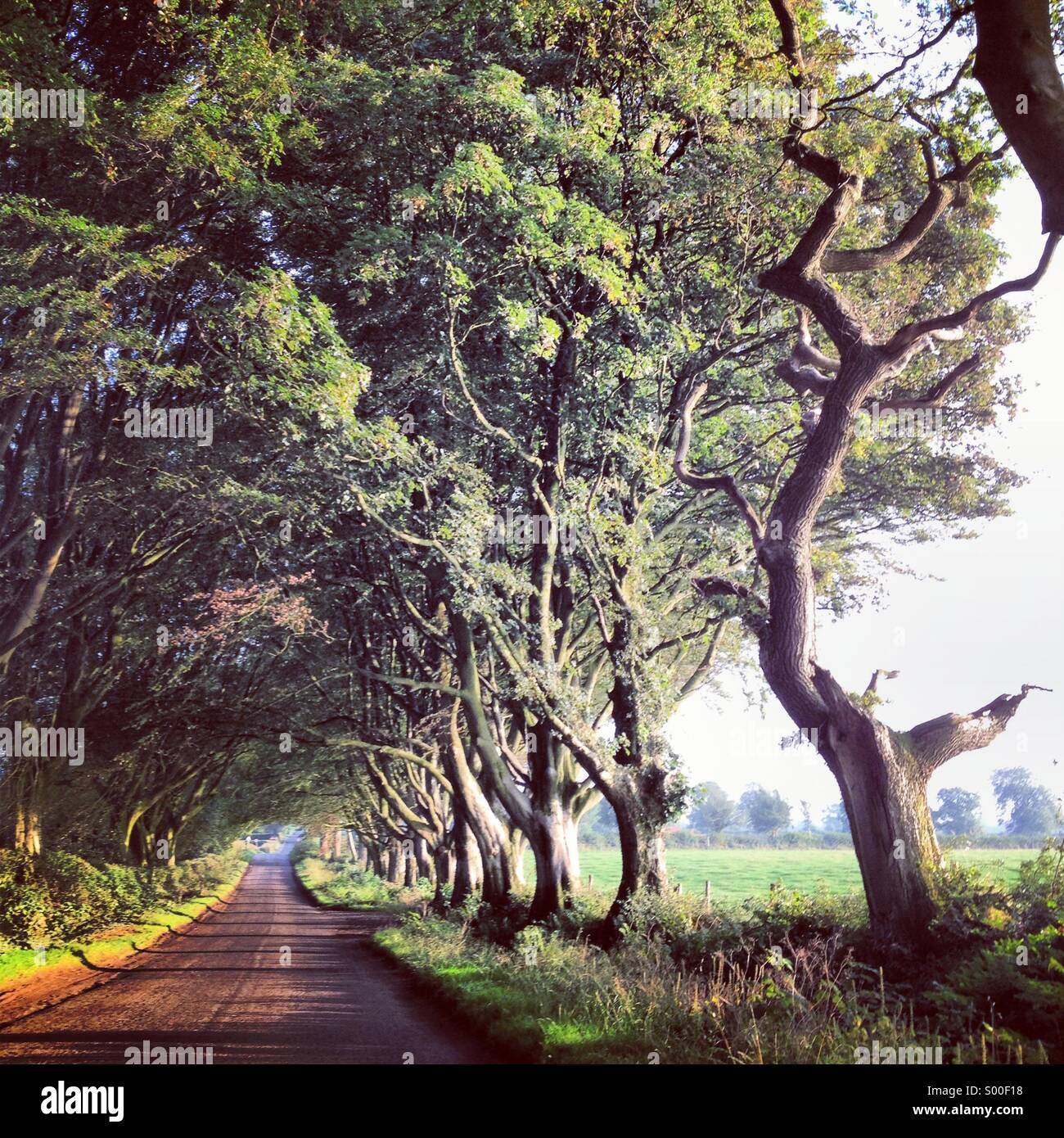 Most beautiful avenue hi-res stock photography and images - Alamy