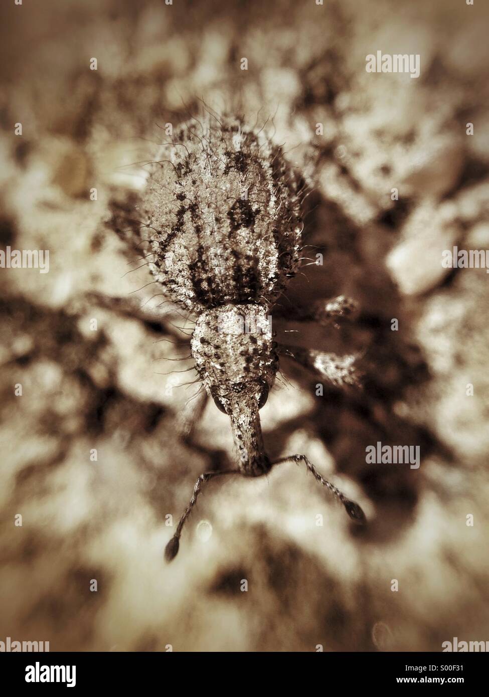 Weevil bug in South Africa Stock Photo - Alamy