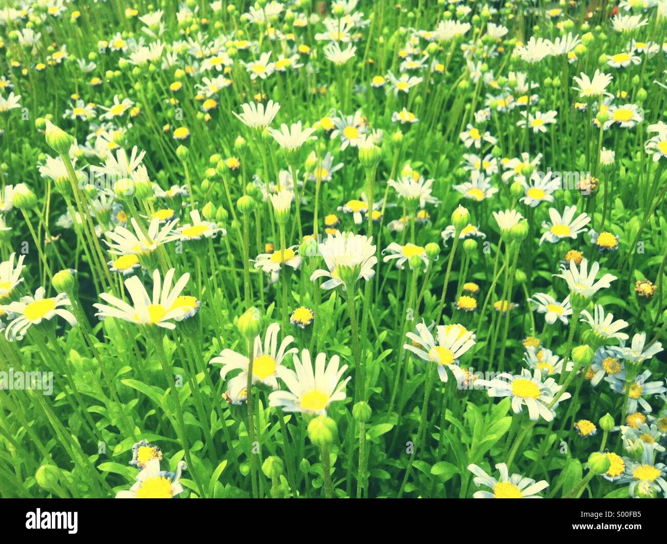 Daisy flowers field Stock Photo - Alamy