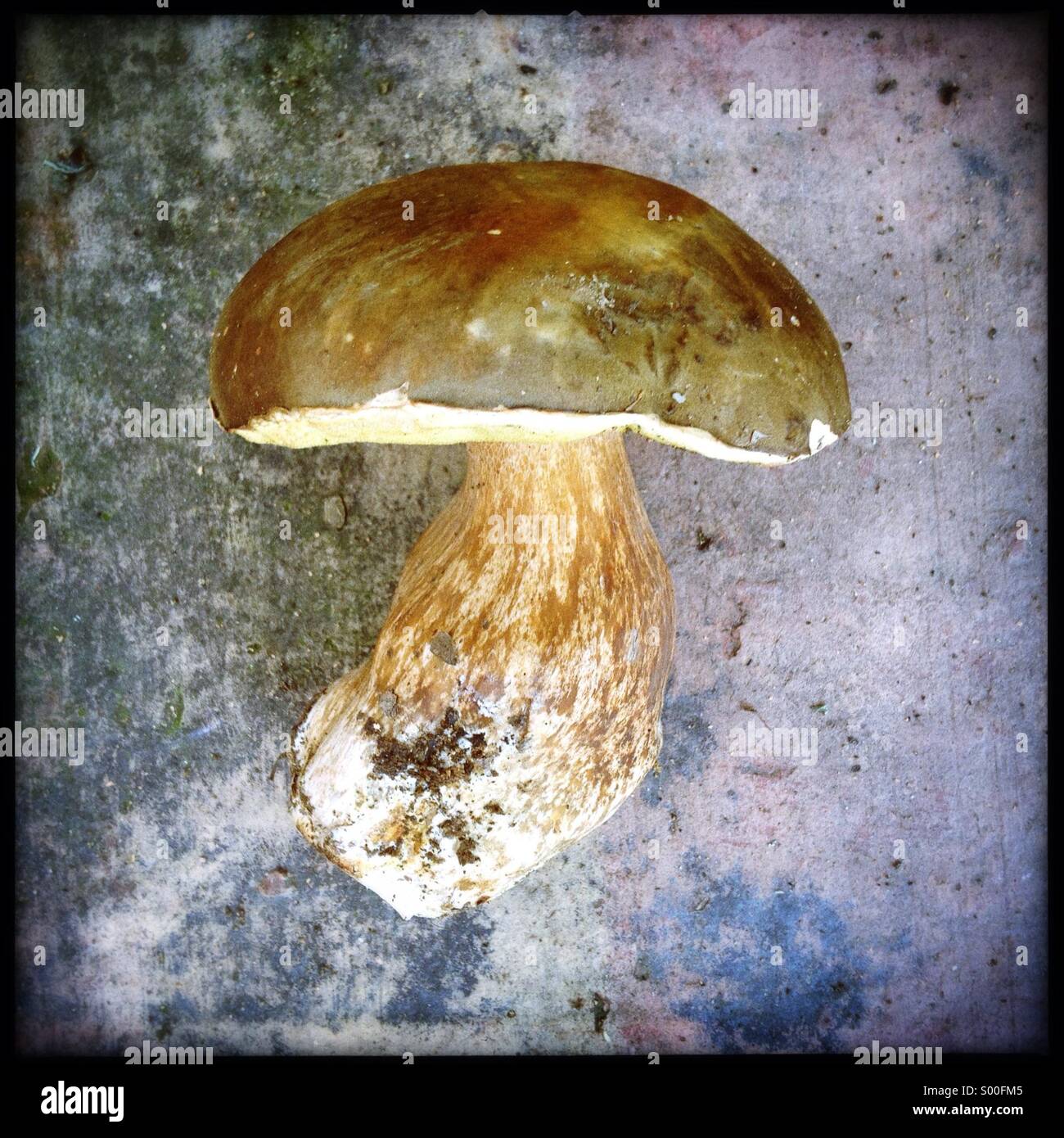 Cep fungi hi-res stock photography and images - Alamy