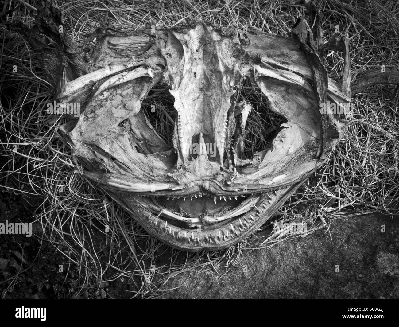 Monkfish hi-res stock photography and images - Alamy