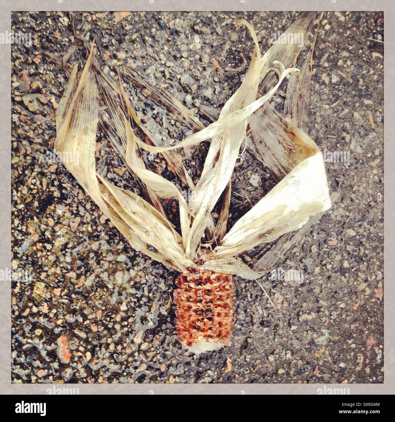 Old corn hi-res stock photography and images - Alamy