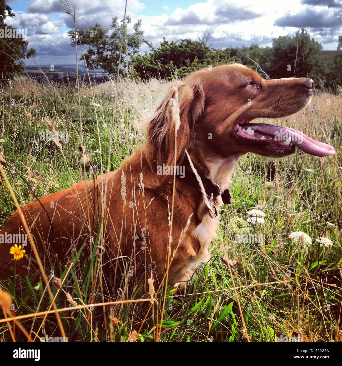 English hunting dog hi-res stock photography and images - Alamy
